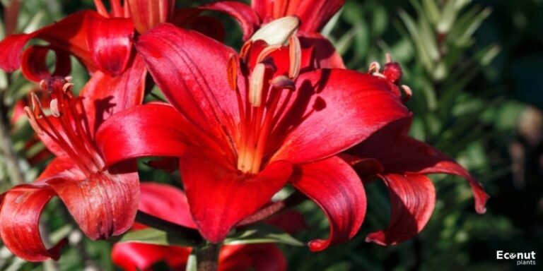 Red Lily Varieties: 15 Types for Your Flowerbeds