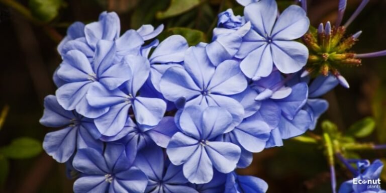21 Blue Flowering Shrubs for Your Garden