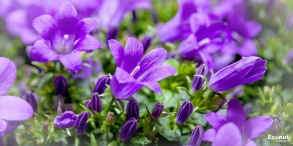 35 Best Perennial Flowers: Names and Images
