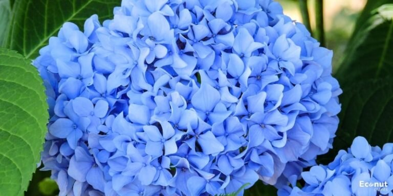 15 Purple Hydrangea Varieties with Names and Pictures