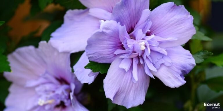 32 Different Types of Hibiscus Varieties You Can Grow In Your Garden