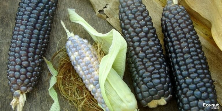 17 Types of Corn with Names and Pictures