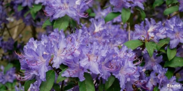 21 Blue Flowering Shrubs for Your Garden