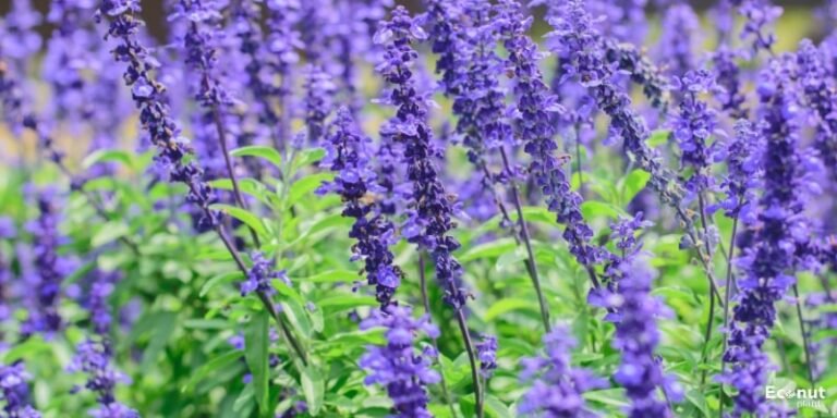 21 Blue Flowering Shrubs for Your Garden