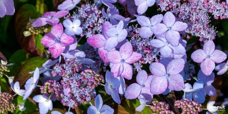15 Purple Hydrangea Varieties with Names and Pictures