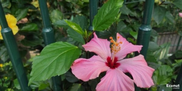 32 Different Types of Hibiscus Varieties You Can Grow In Your Garden