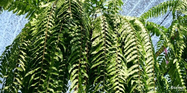 21 Different Ferns Types for Indoor Garden