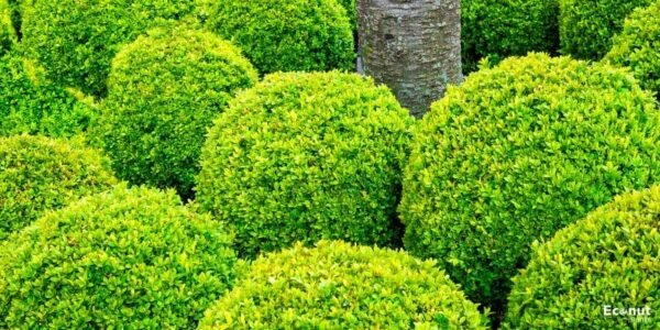 17 Shade Tolerant Evergreen Trees for Shady Gardens