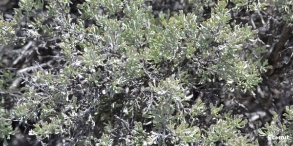 25 Types of sage with pictures and names