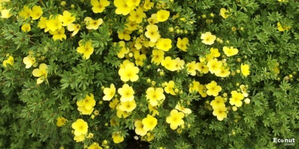 25 Yellow-Flowered Shrubs and Trees for Your Yard