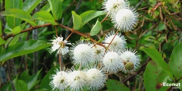 21 Types of White-Flowering Trees for Your Home or Garden