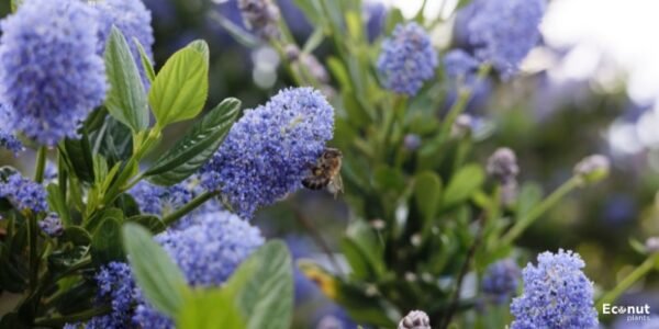 21 Blue Flowering Shrubs for Your Garden