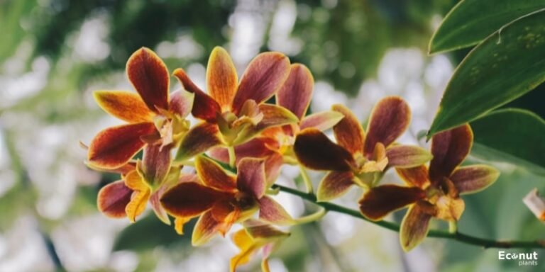 25 Different Types of Orchids: Orchids Varieties with pictures
