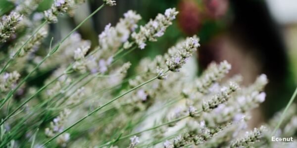Best Varieties of Lavender: 32 Different Types of Lavender Cultivars