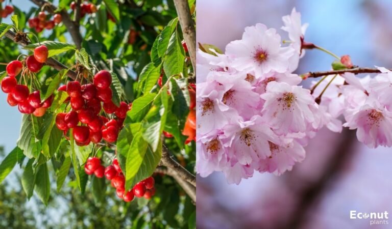 What Difference Is There Between Cherry Trees And Cherry Blooms?
