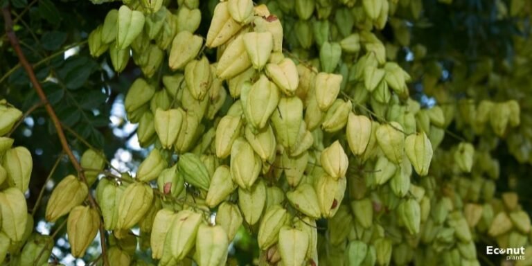 25 Yellow-Flowered Shrubs and Trees for Your Yard