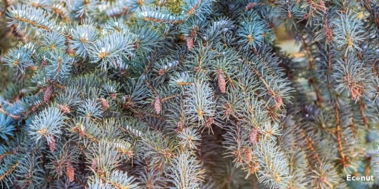 17 Shade Tolerant Evergreen Trees for Shady Gardens