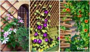 31 Colourful Flowering Vines That Climb Walls and Trellises