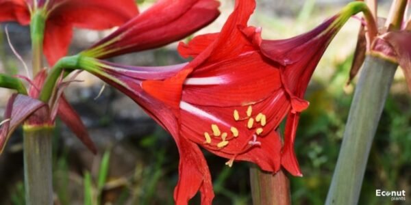 Red Lily Varieties: 15 Types for Your Flowerbeds