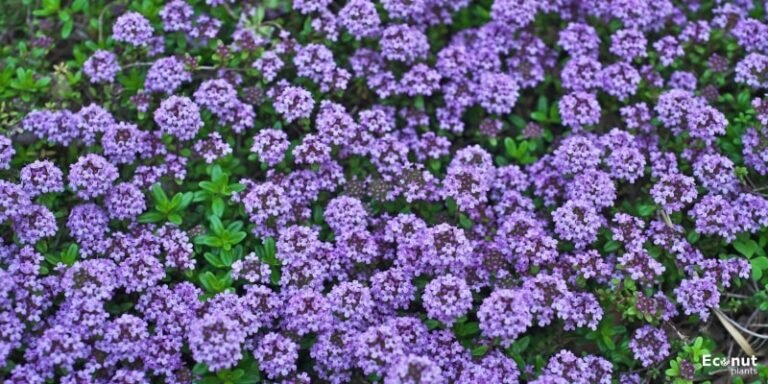 21 Blue Flowering Shrubs for Your Garden