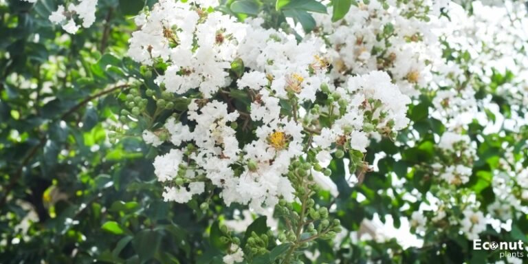 21 Types of White-Flowering Trees for Your Home or Garden