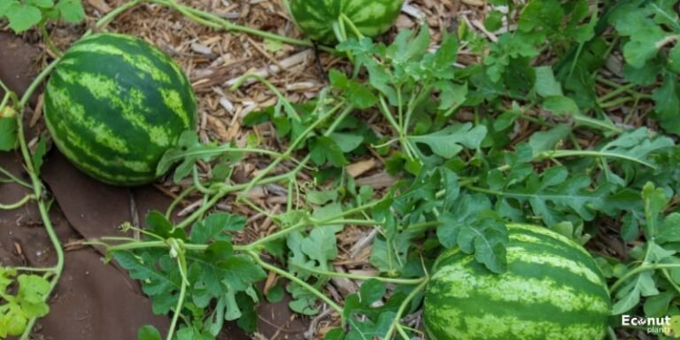 22 Watermelon Varieties: A Complete List with Names and Images