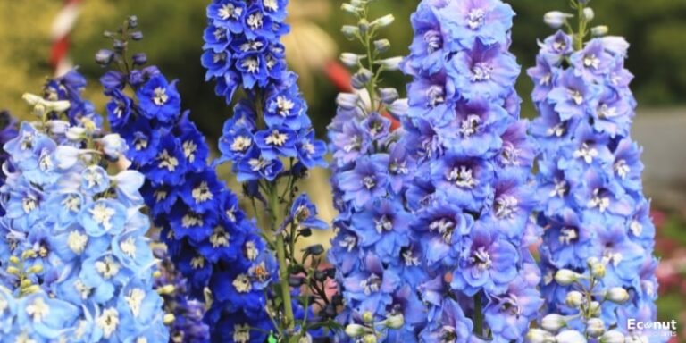 35 Best Perennial Flowers: Names and Images