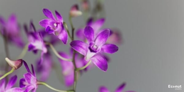 25 Different Types of Orchids: Orchids Varieties with pictures