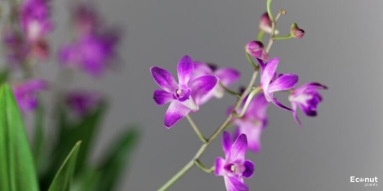 18 Types of Purple Orchids for Indoor and Outdoor Gardens