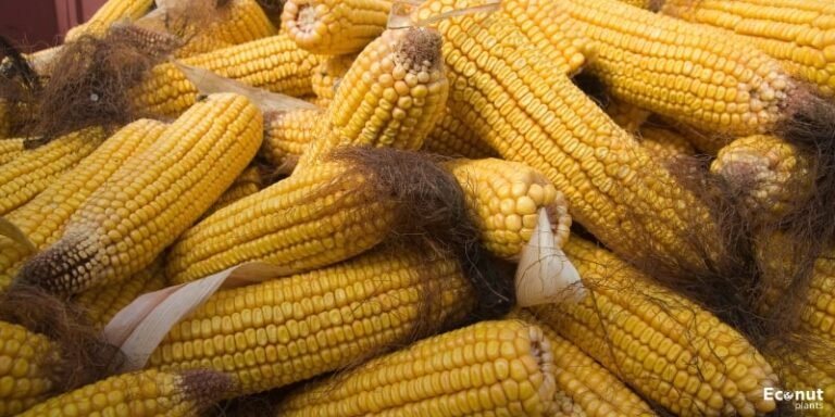 17 Types of Corn with Names and Pictures