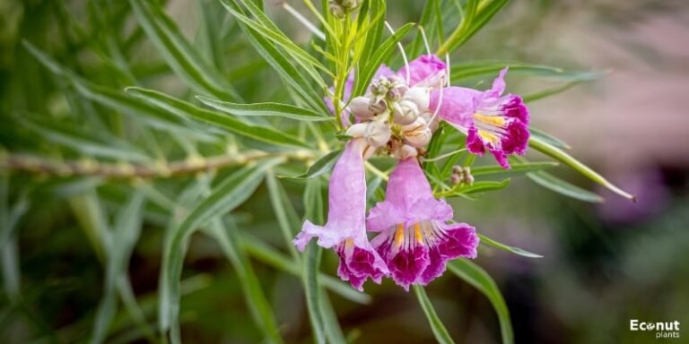 21 Types of Pink Flowering Trees for Your Home or Gardens