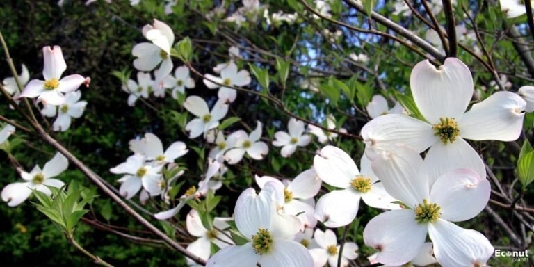 21 Types of White-Flowering Trees for Your Home or Garden