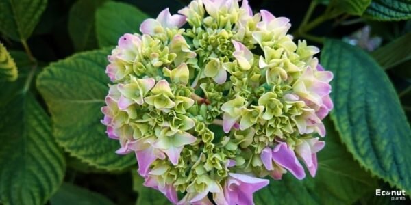 15 Purple Hydrangea Varieties with Names and Pictures