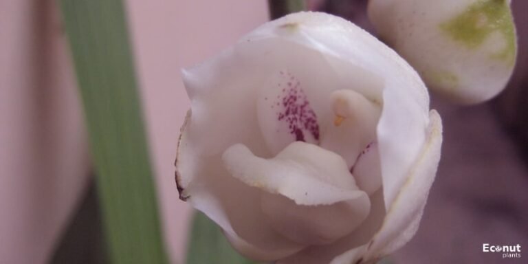 25 Different Types of Orchids: Orchids Varieties with pictures