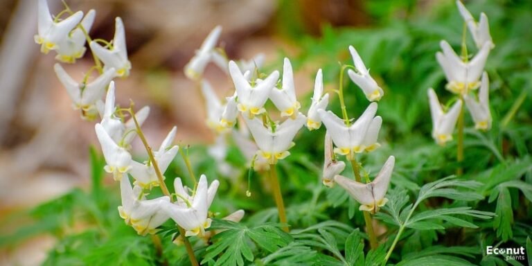 25 Loving Perennials for Shade Gardens in Zone 5