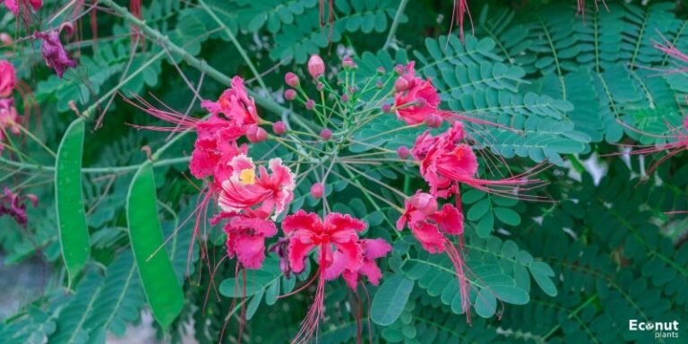 21 Types of Pink Flowering Trees for Your Home or Gardens