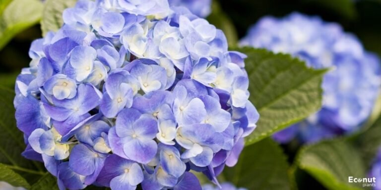 12 Blue Hydrangea Types Bursting With Colour