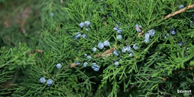 17 Shade Tolerant Evergreen Trees for Shady Gardens