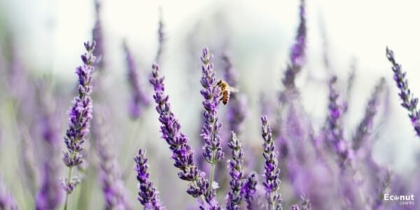 Best Varieties of Lavender: 32 Different Types of Lavender Cultivars