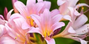 20 Varieties of Pink Lily Cultivars with Names and Pictures