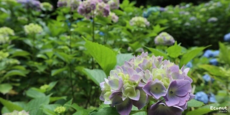 15 Purple Hydrangea Varieties with Names and Pictures