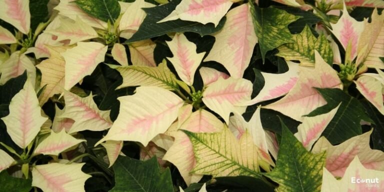 31 Various Poinsettia Cultivar Types to Grow This Season