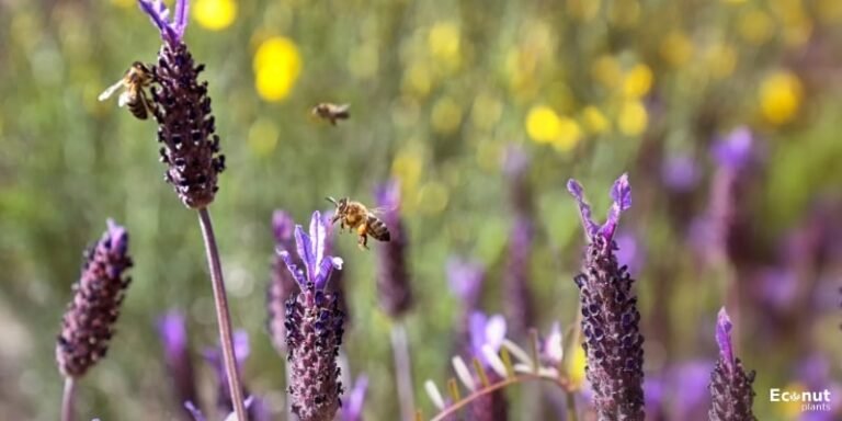 Best Varieties of Lavender: 32 Different Types of Lavender Cultivars