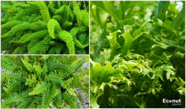 21 Different Ferns Types for Indoor Garden