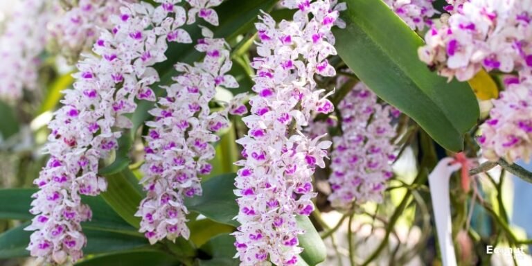 25 Different Types of Orchids: Orchids Varieties with pictures