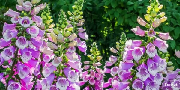 35 Best Perennial Flowers: Names and Images