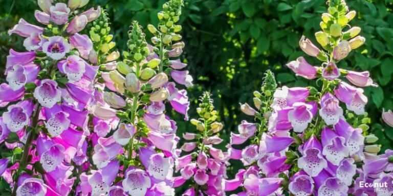 25 Loving Perennials for Shade Gardens in Zone 5