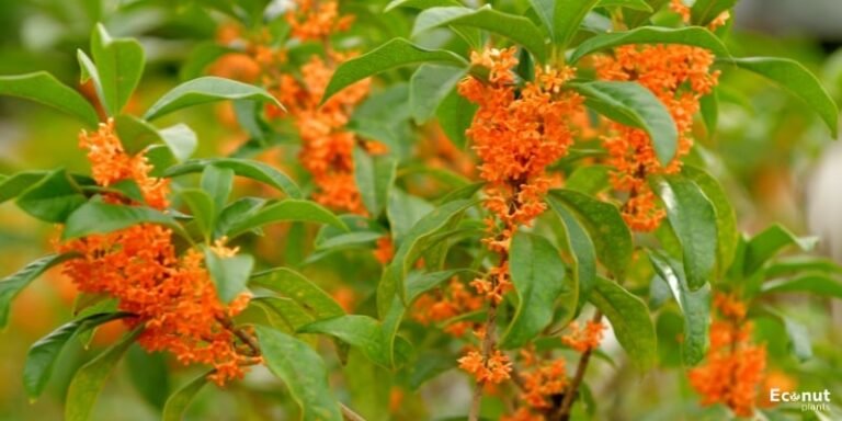 27 Low-Maintenance Shrubs That Can Be Thrive on Neglected