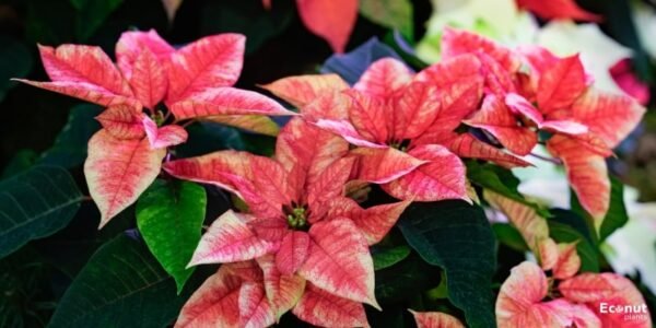 31 Various Poinsettia Cultivar Types to Grow This Season