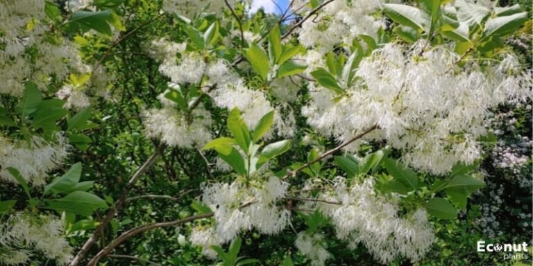 21 Types of White-Flowering Trees for Your Home or Garden